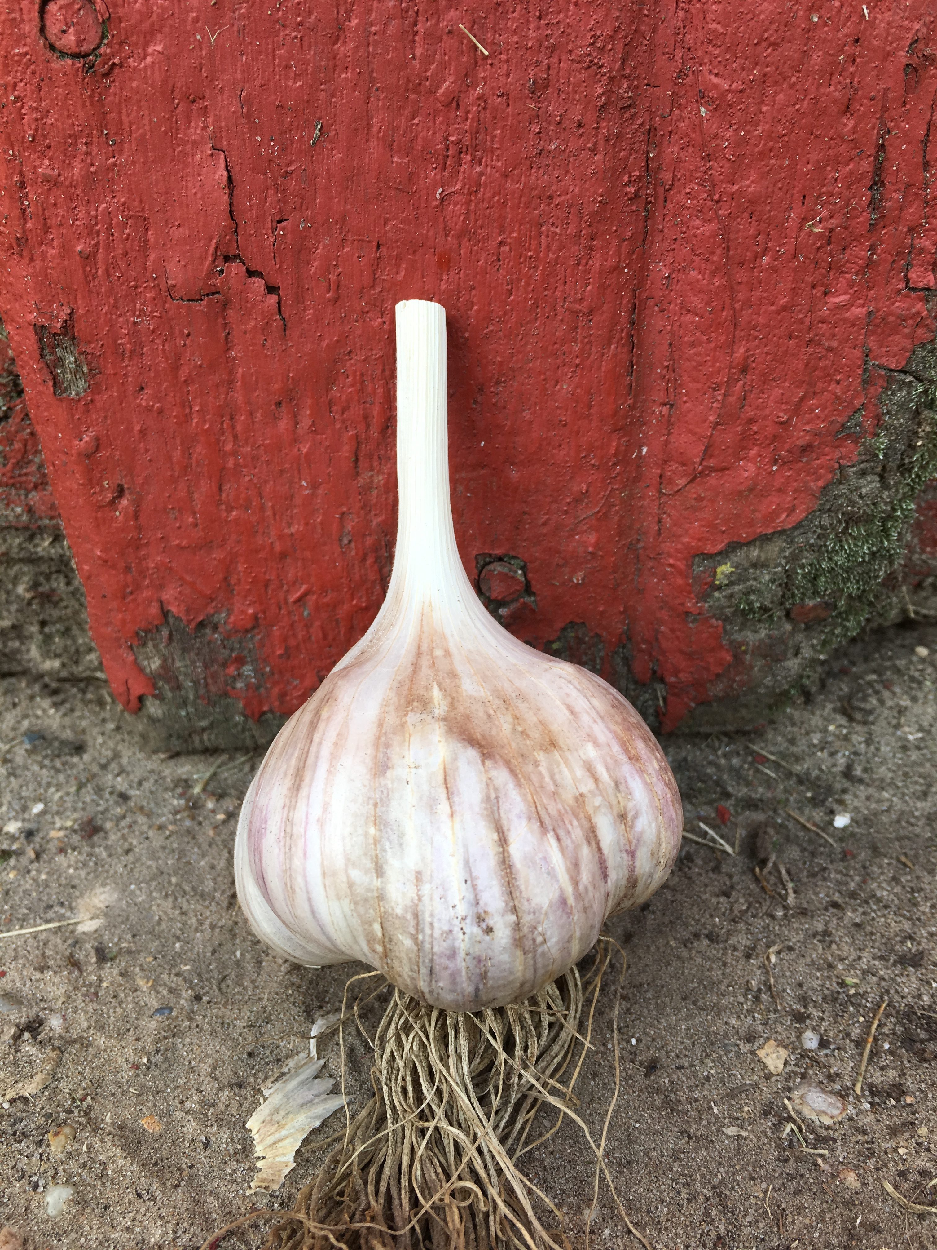 Asian Tempest Garlic Seeds - Certified Organic Seed garlic