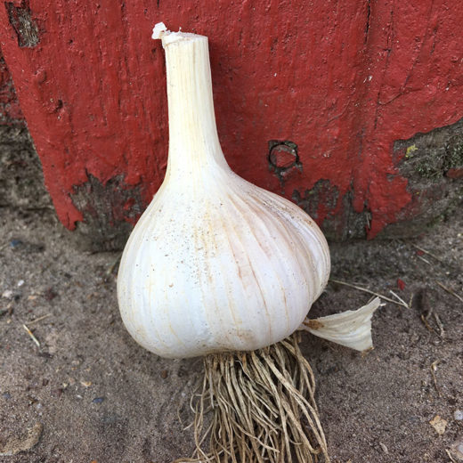 Garlic Seeds Direct From the Organic Garlic Seed Farm