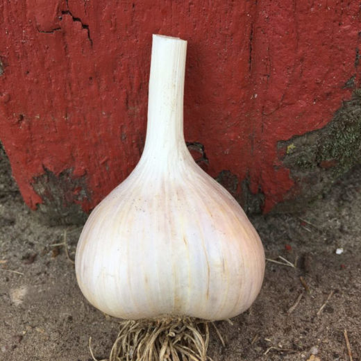 Garlic Seeds Direct From the Organic Garlic Seed Farm