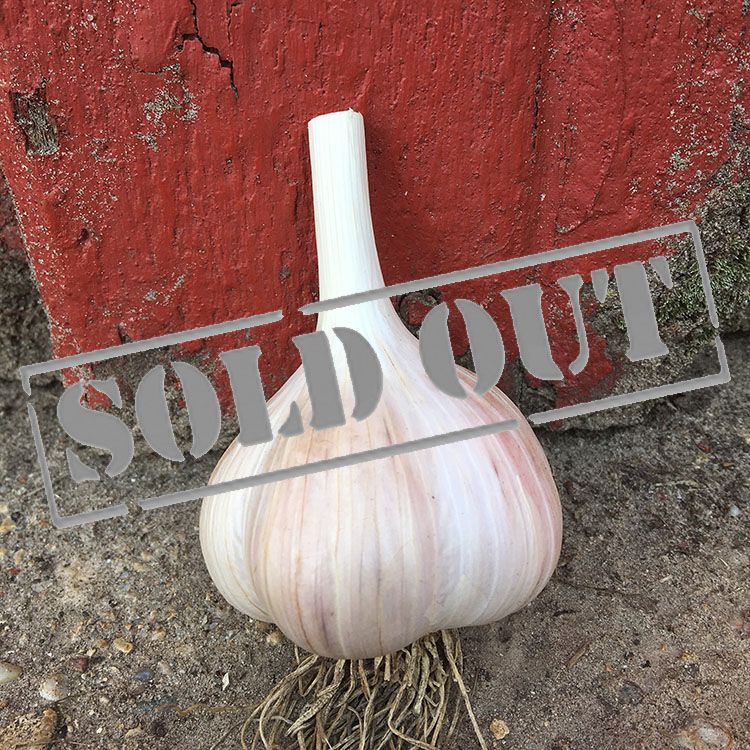 German Extra Hardy Garlic Seeds - Certified Organic Seed Garlic