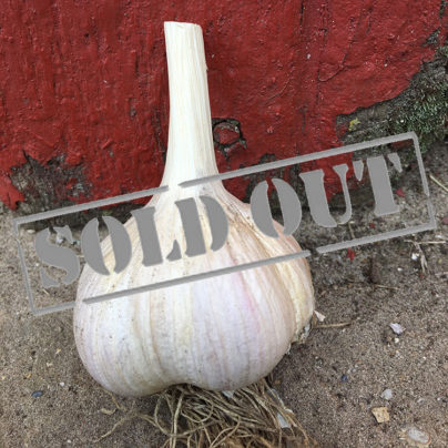 Garlic Seeds Direct From the Organic Garlic Seed Farm