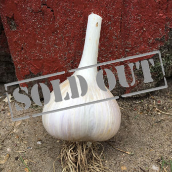 Garlic Seeds Direct From the Organic Garlic Seed Farm