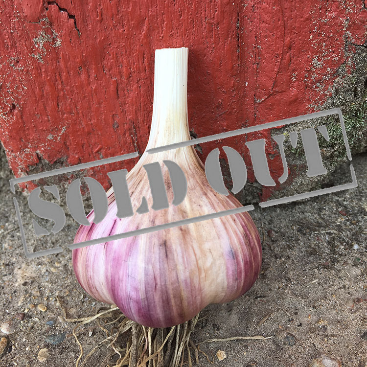 Garlic Seeds Direct From the Organic Garlic Seed Farm